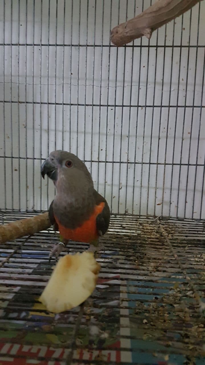 My parrots